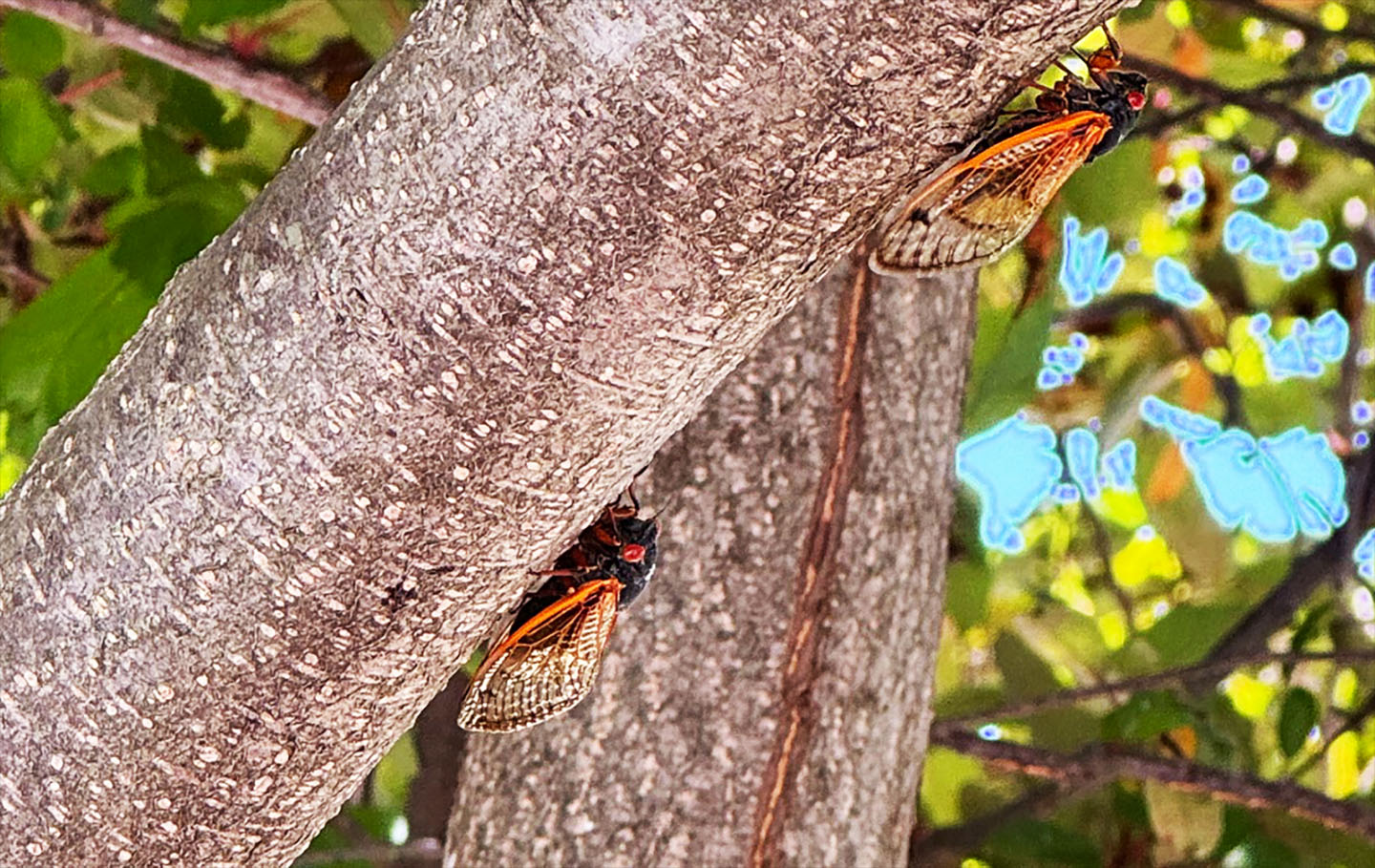Cicadas? – Nishistein 2024 Adventure